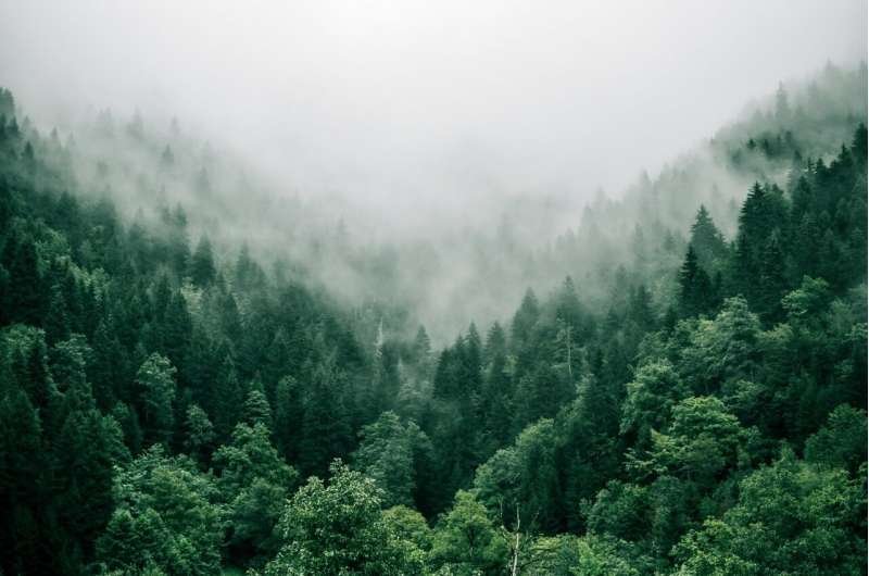 Un nuevo estudio muestra que los bosques más fríos de la Tierra se ...