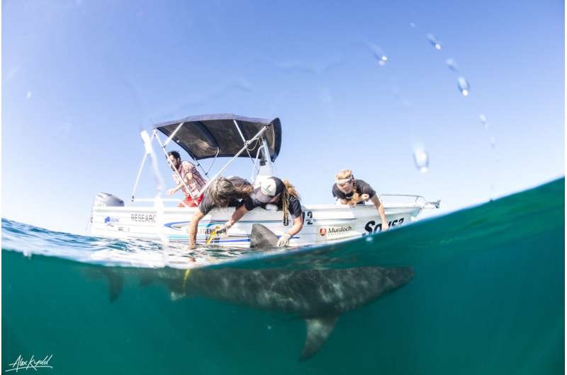 Los científicos se sumergen profundamente en cómo los tiburones usan el ...